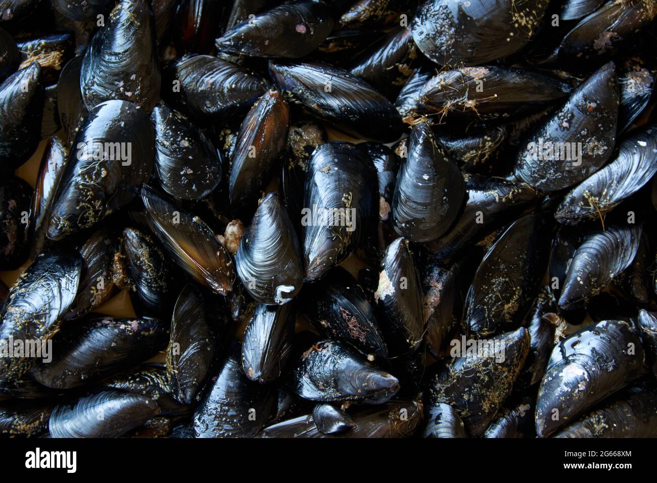 Blue mussels pattern, healthy seafood Stock Photo - Alamy
