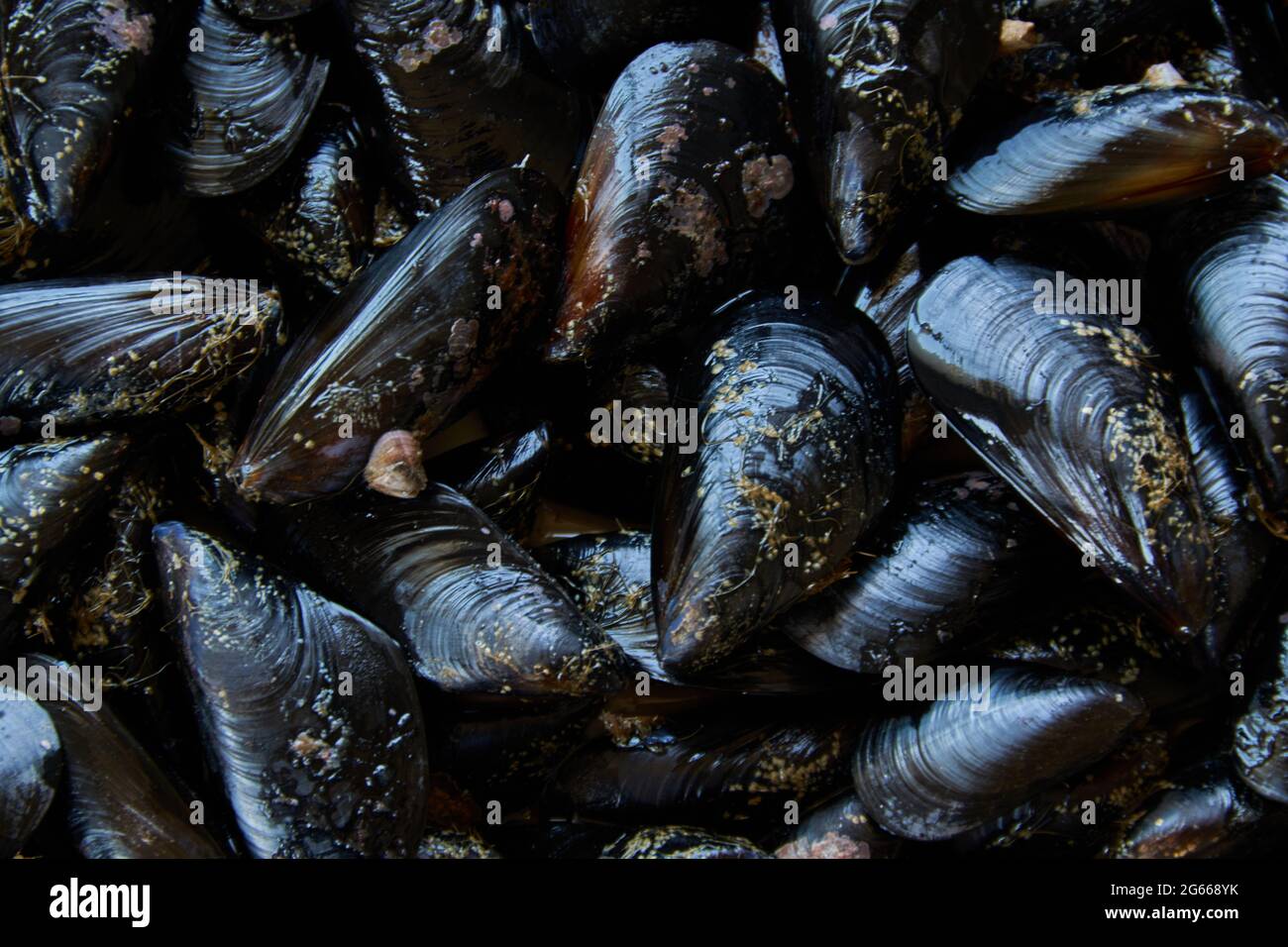 Mussels pattern hi-res stock photography and images - Alamy