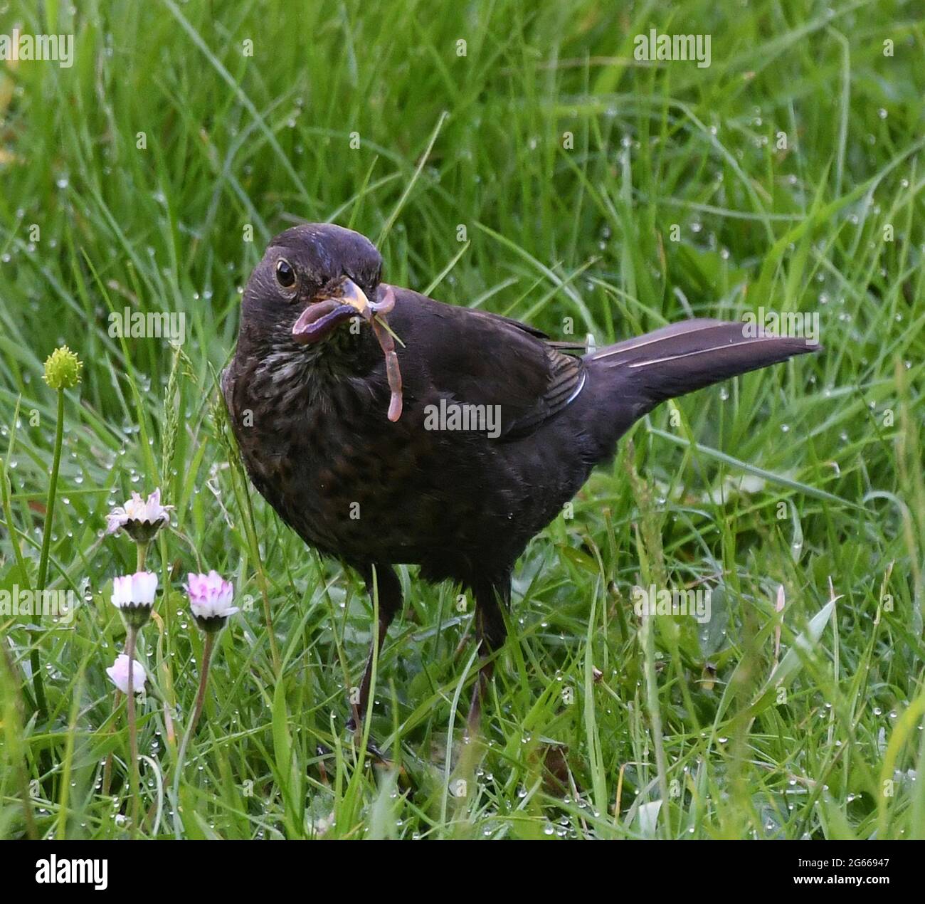British garden wildlife hi-res stock photography and images - Alamy