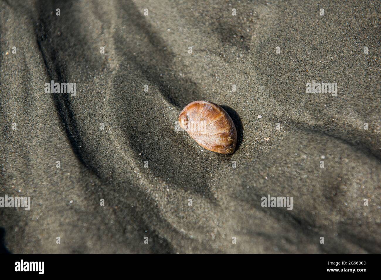 Sea shell closeup hi-res stock photography and images - Alamy