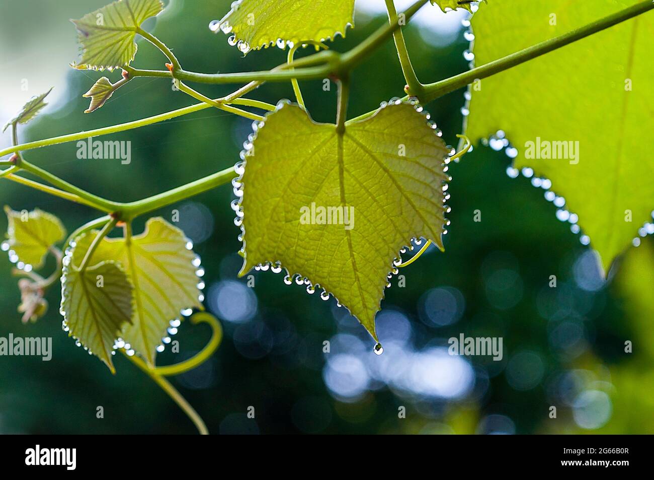 Droplets hang from every corner of the Concord grape leaves on a vine ...