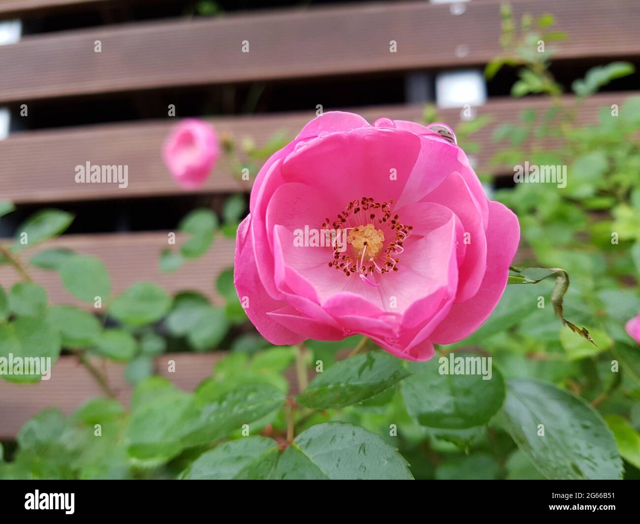 Angela rose hi-res stock photography and images - Alamy