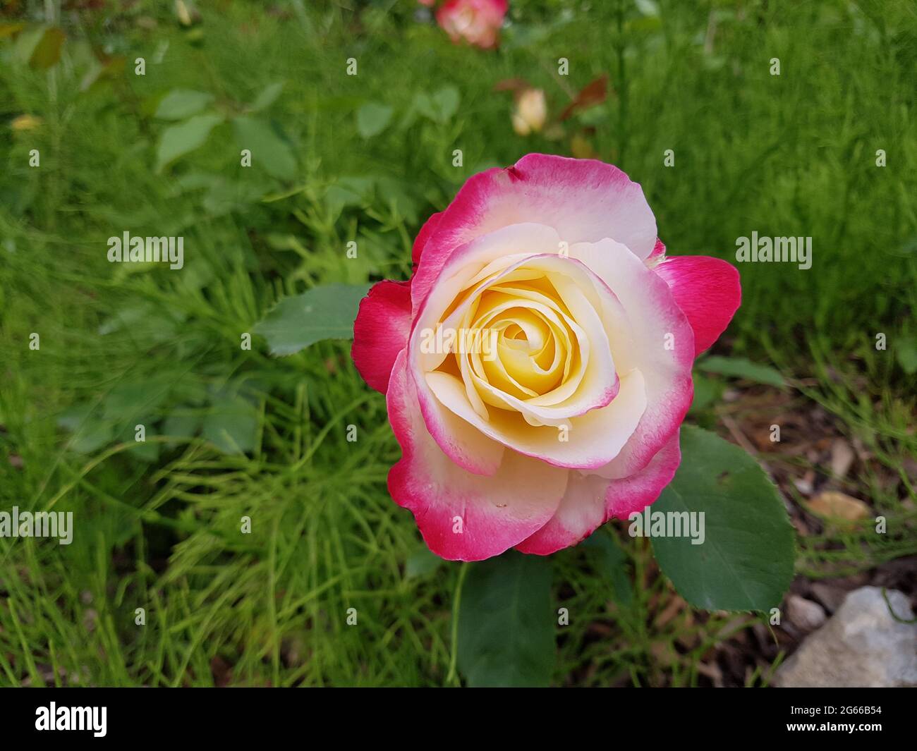 Fresh Rose Flower Laminuette In The Garden Stock Photo - Alamy