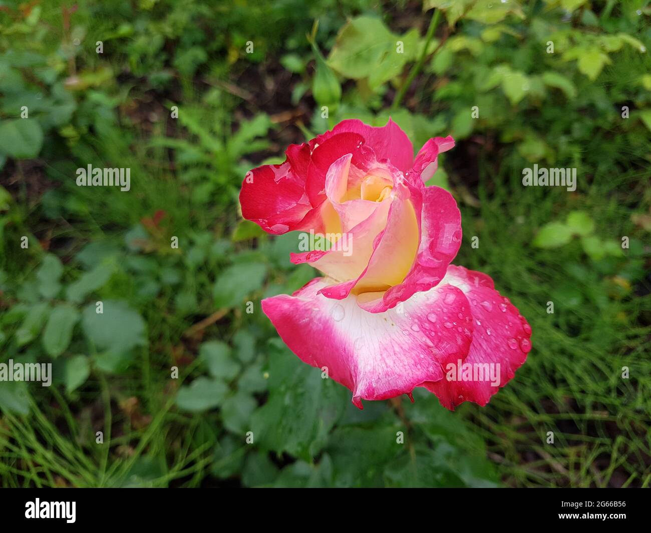 Fresh Rose Flower Laminuette In The Garden Stock Photo - Alamy