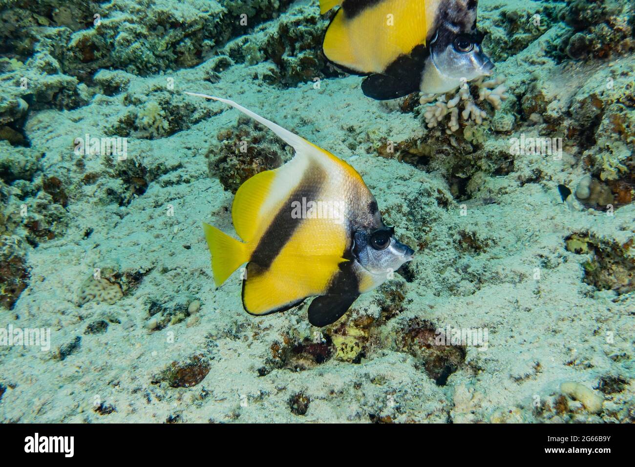Coral reef and water plants in the Red Sea, Eilat Israel Stock Photo ...