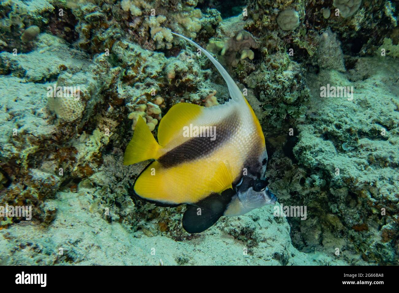Coral reef and water plants in the Red Sea, Eilat Israel Stock Photo ...