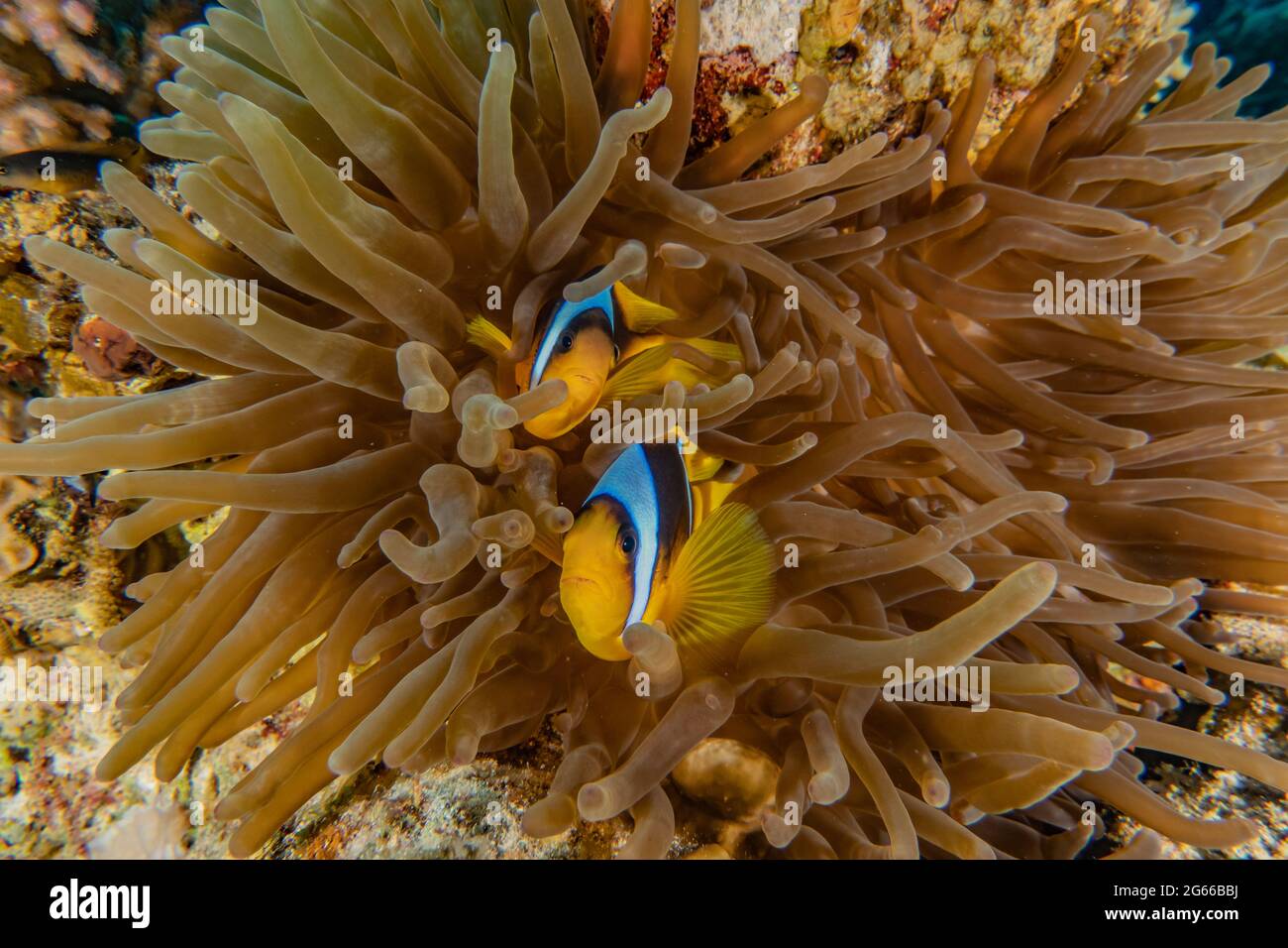 Coral reef and water plants in the Red Sea, Eilat Israel Stock Photo ...