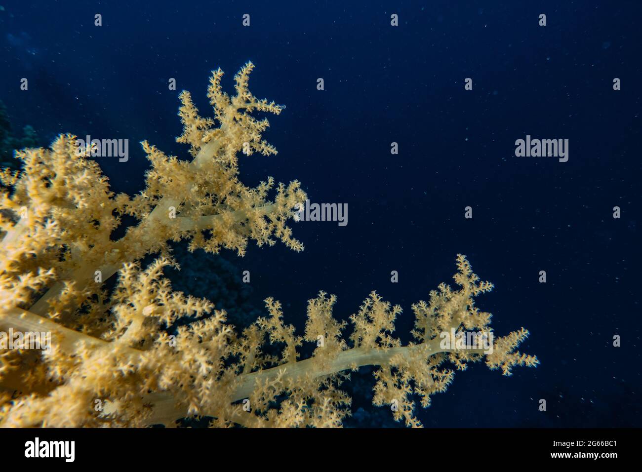 Coral reef and water plants in the Red Sea, Eilat Israel Stock Photo ...