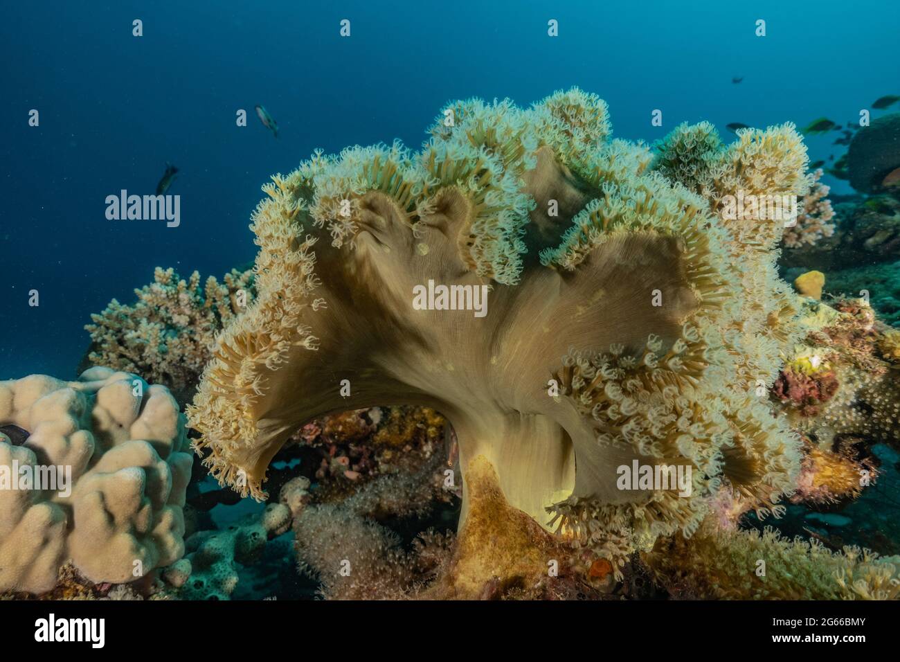 Coral reef and water plants in the Red Sea, Eilat Israel Stock Photo ...