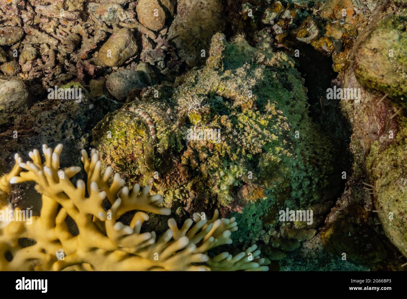 Coral reef and water plants in the Red Sea, Eilat Israel Stock Photo ...