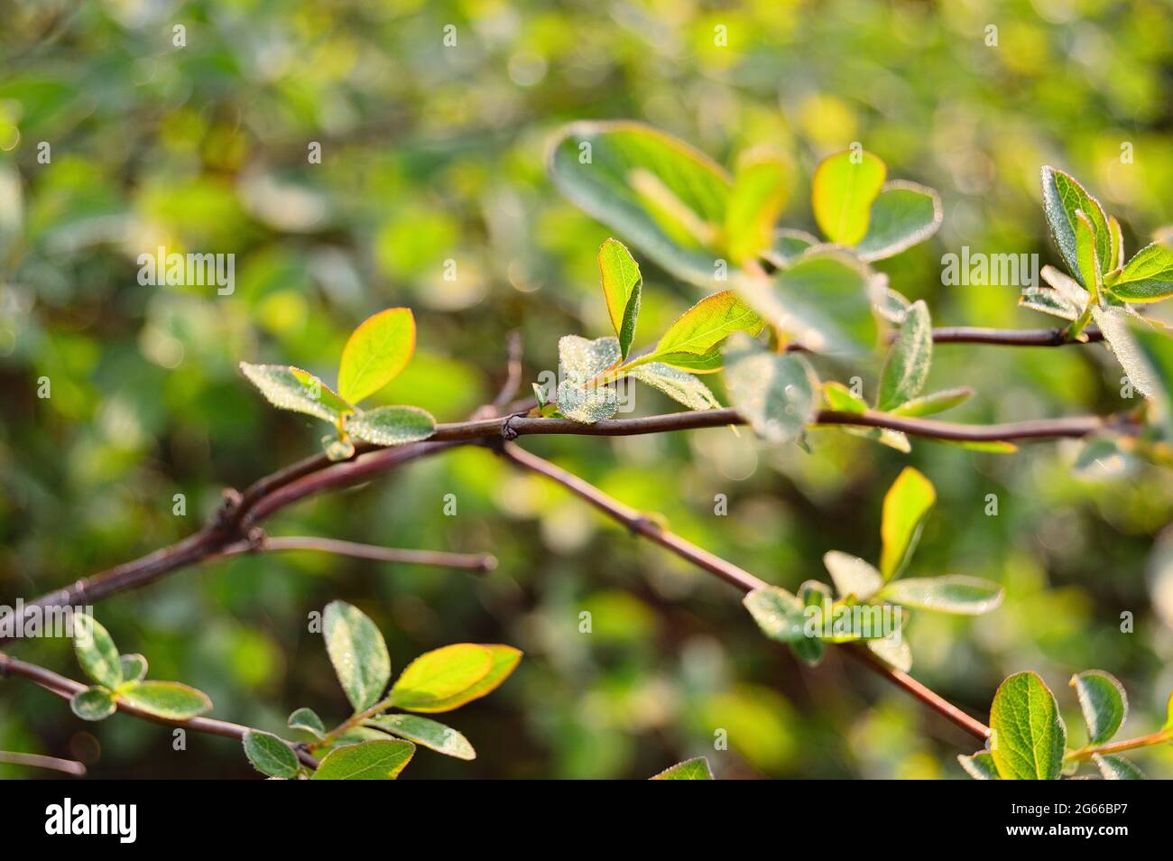 Rising bush hi-res stock photography and images - Alamy