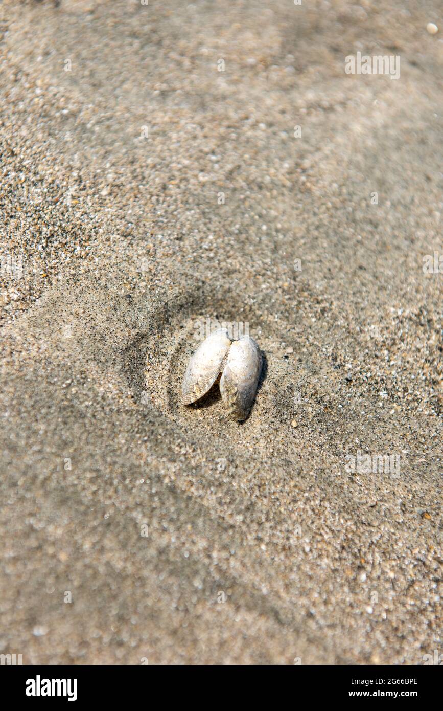 Split shells hi-res stock photography and images - Alamy