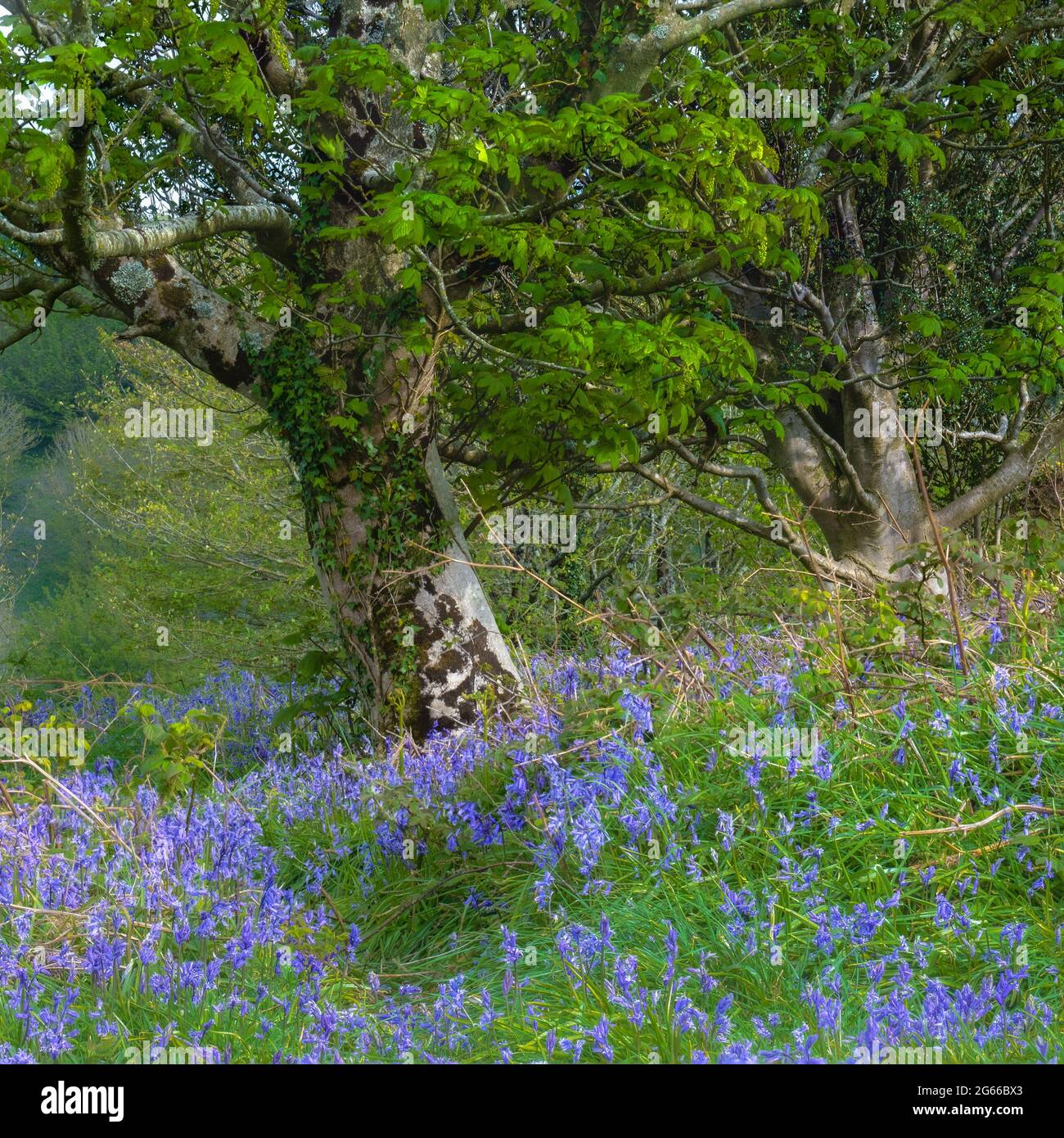 Bluebell woods overlooking Colmers Hill, Dorset, England Stock Photo ...