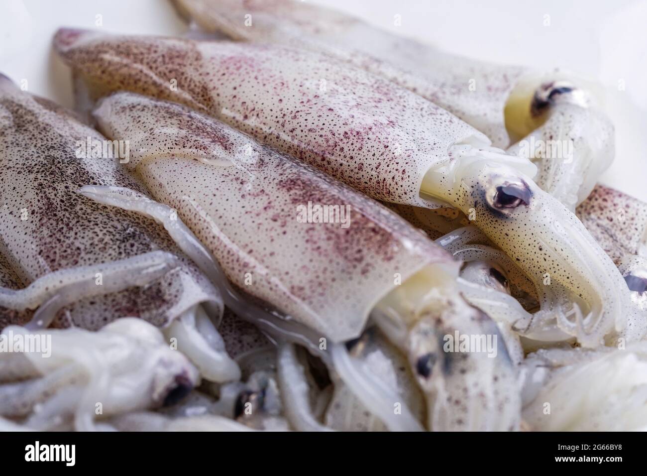 Fresh Squid in plate : ingredient of seafood Stock Photo - Alamy