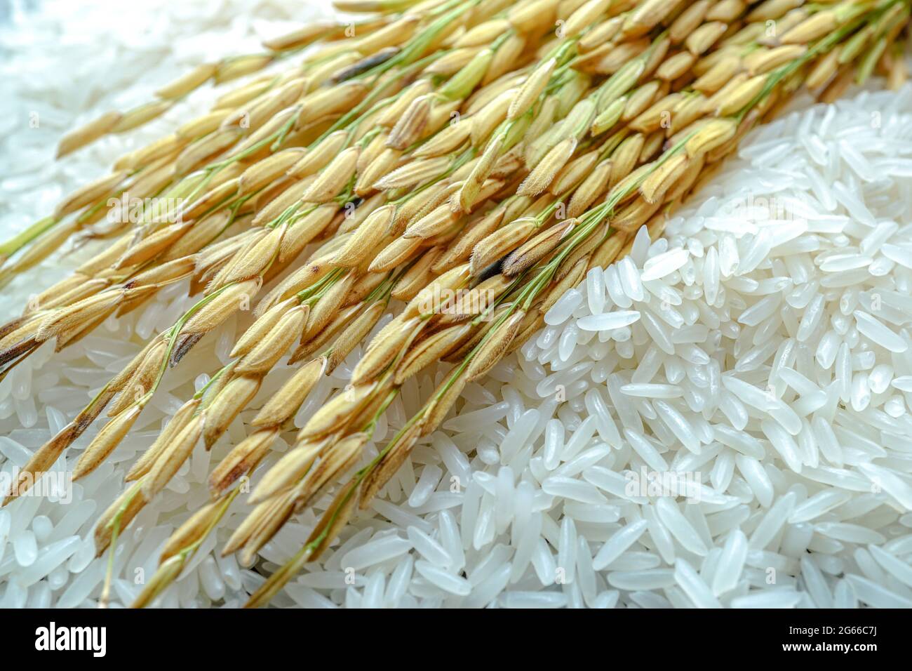 Jasmine white rice with gold grain from agriculture farm Stock Photo ...