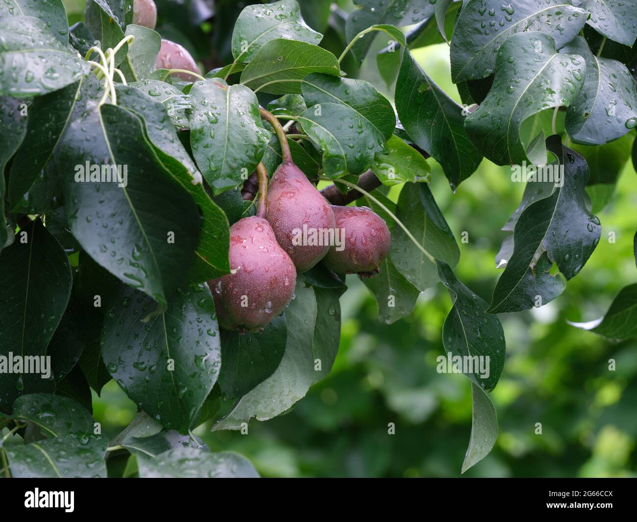 Young pears tree hi-res stock photography and images - Alamy