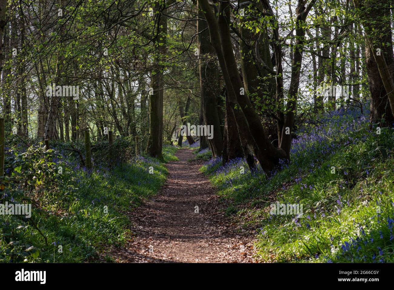 Wood paths hi-res stock photography and images - Alamy