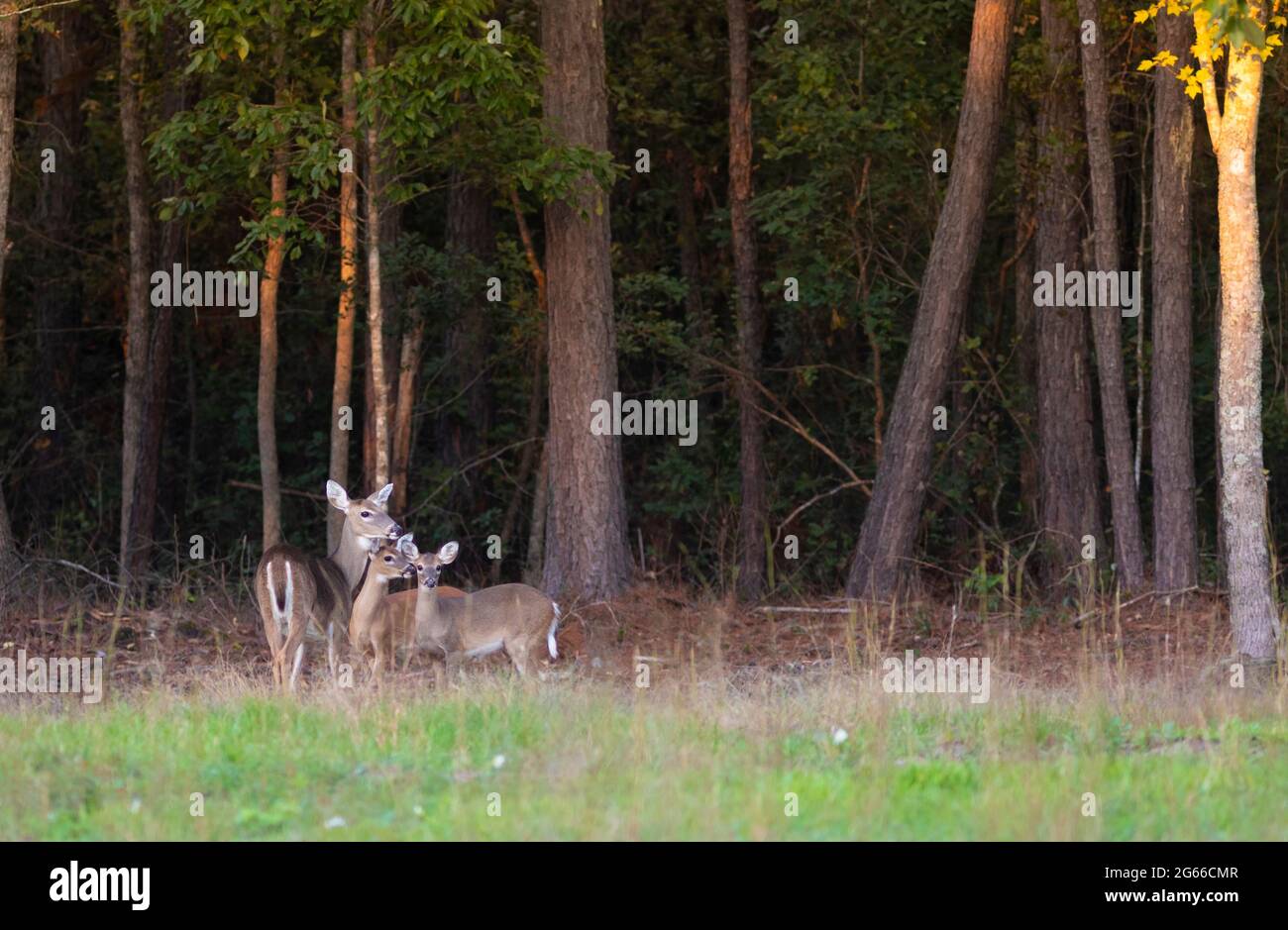 Three whitetail deer near a treeline in Hoke County North Carolina ...