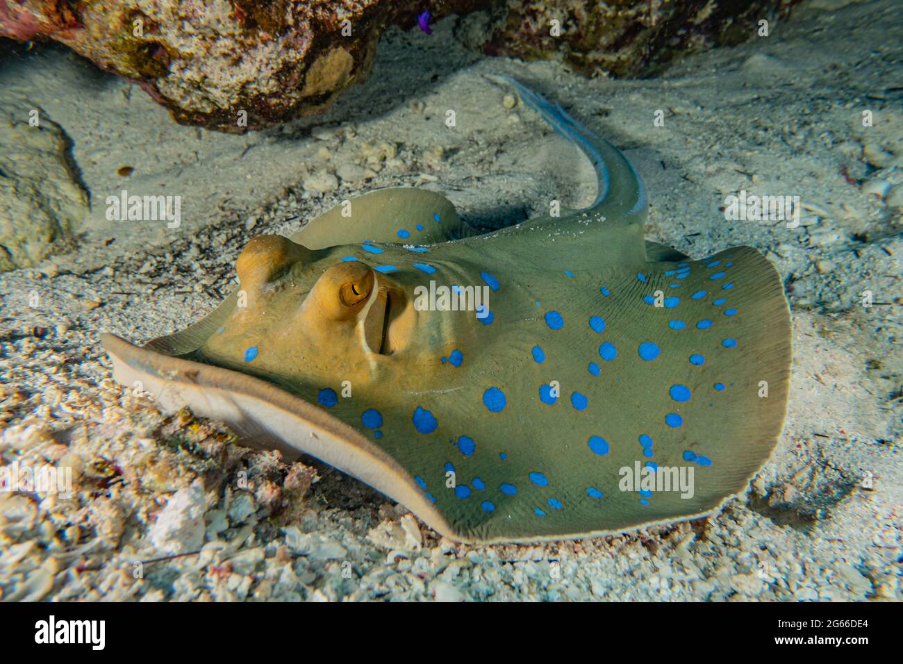 Blue spotted stingray On the seabed in the Red Sea Stock Photo - Alamy