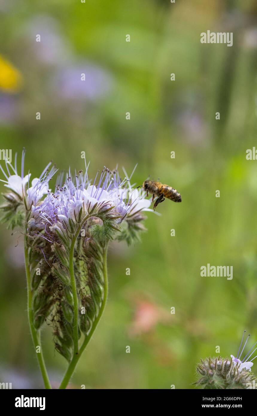 Honey Bee pollinating a Lacy Phacelia wild flower Stock Photo - Alamy