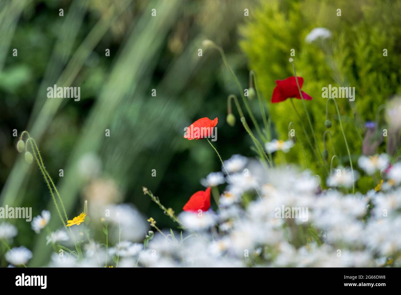 Daisy poppy hi-res stock photography and images - Alamy