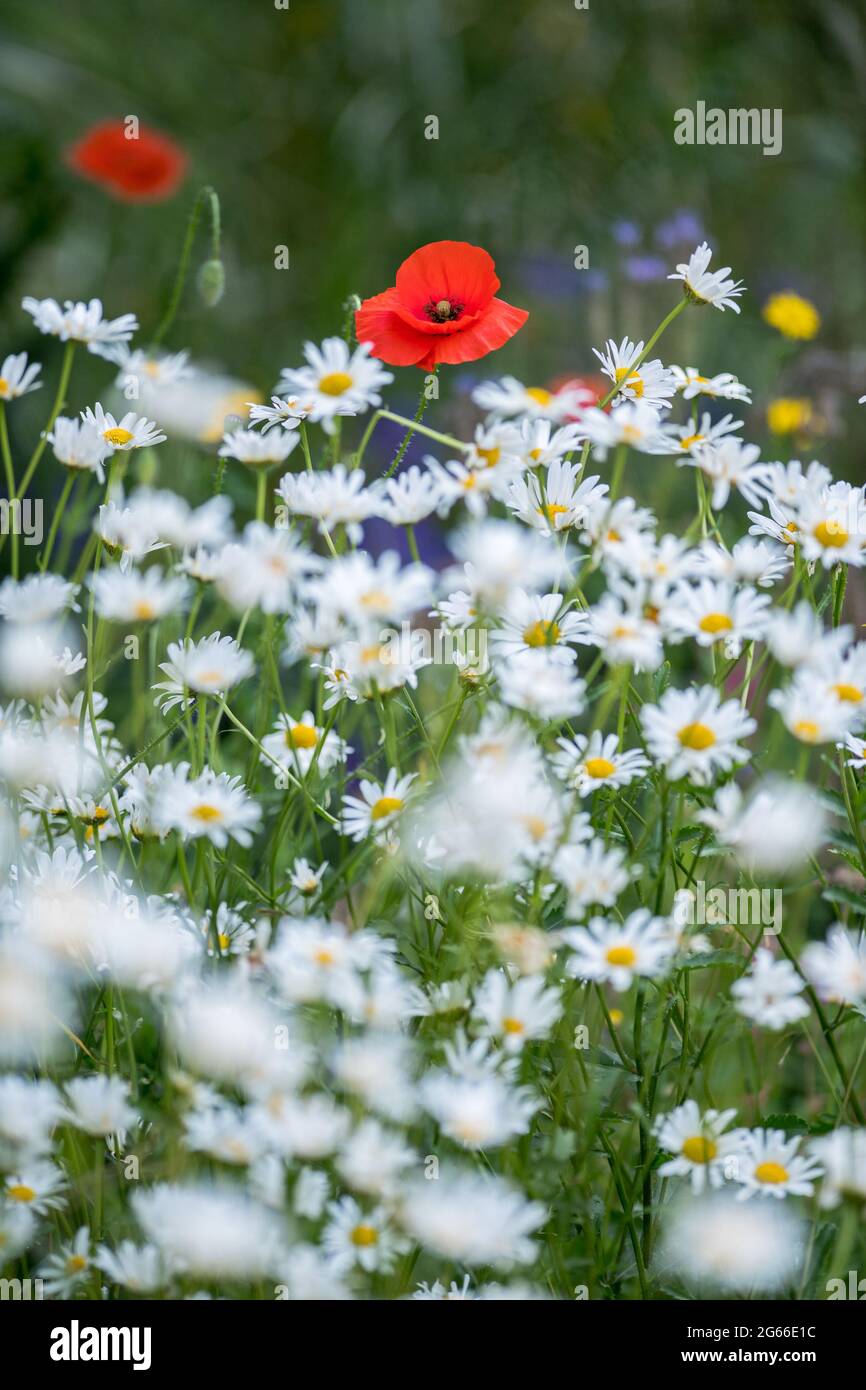 Oxeye Daisy and red poppy Stock Photo - Alamy