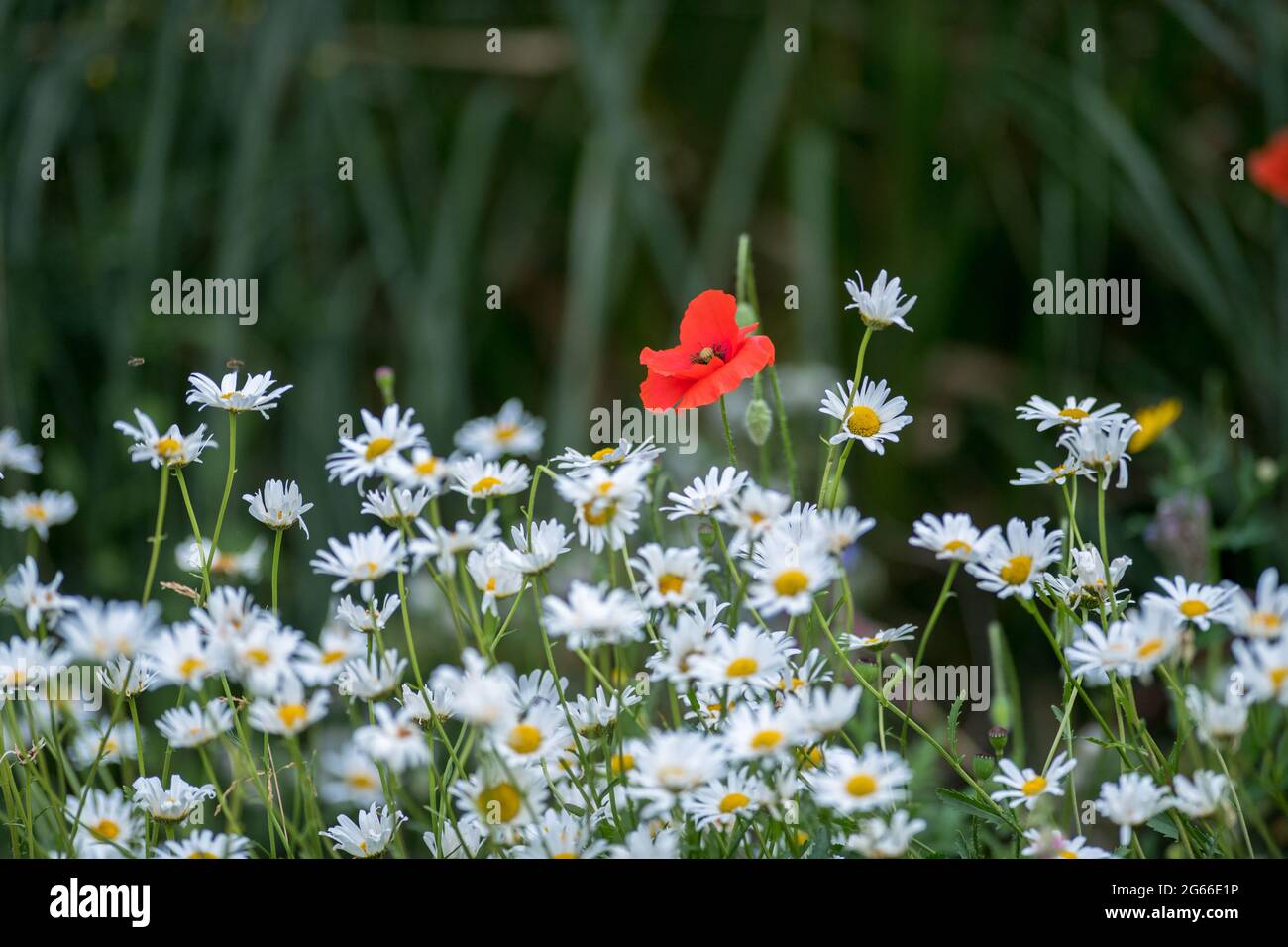 Daisy poppy hi-res stock photography and images - Alamy