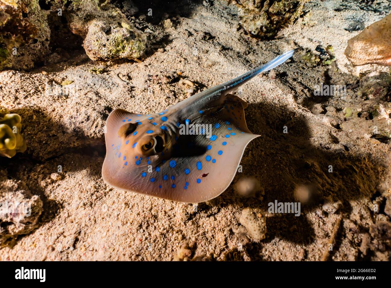 Red sea stingray hi-res stock photography and images - Alamy