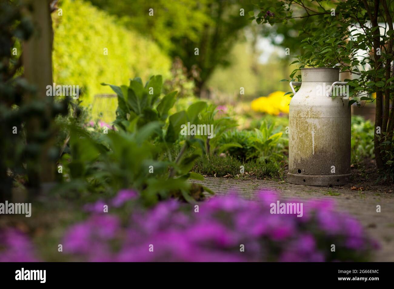 Beautiful Dutch garden with purple colorful flowers, an old metal milk ...