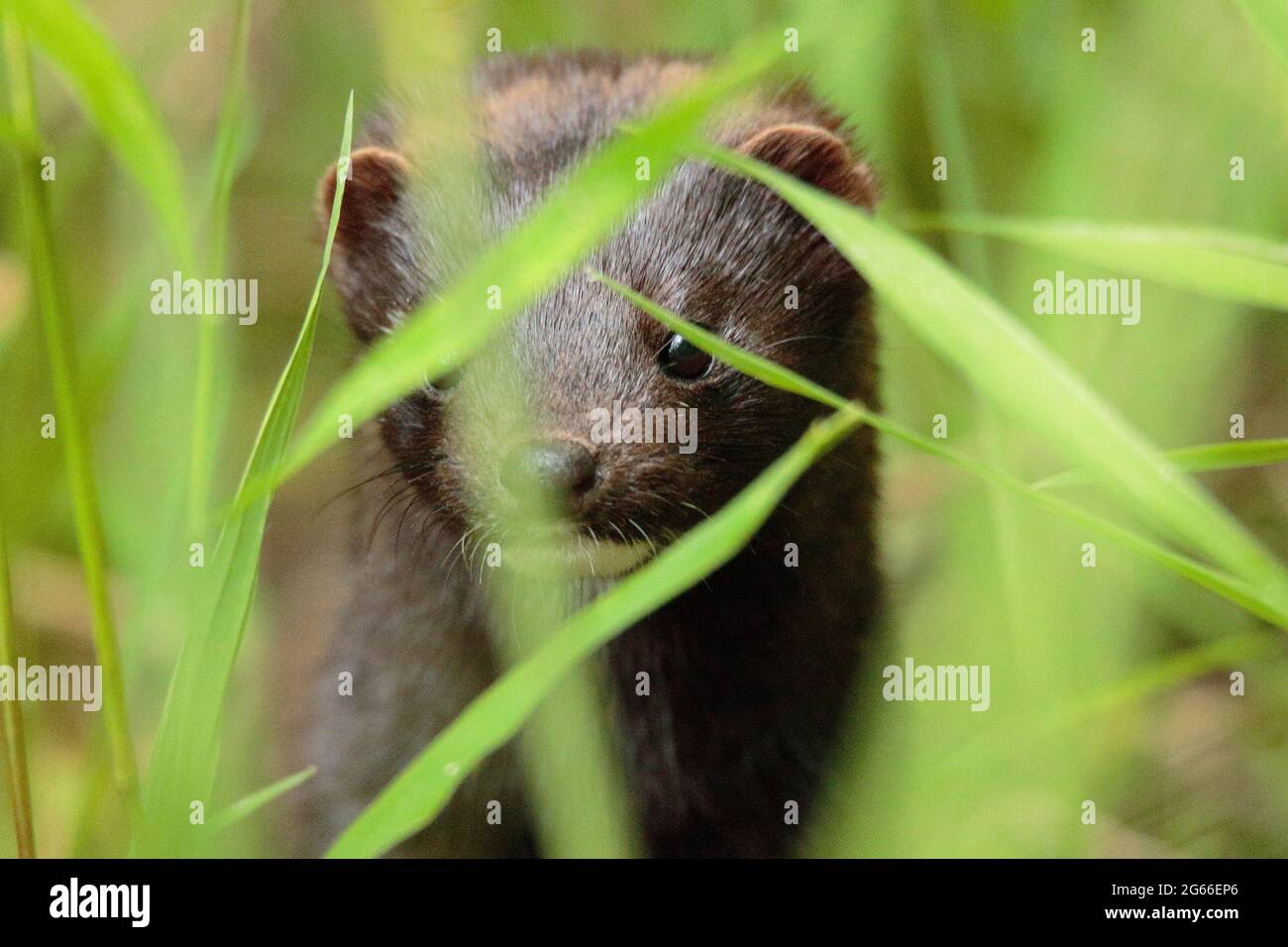 Mink farm hi-res stock photography and images - Alamy