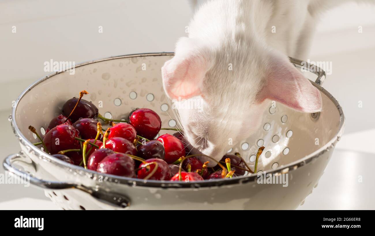 White cat eating red ripe sweet cherry in the white colander Stock ...