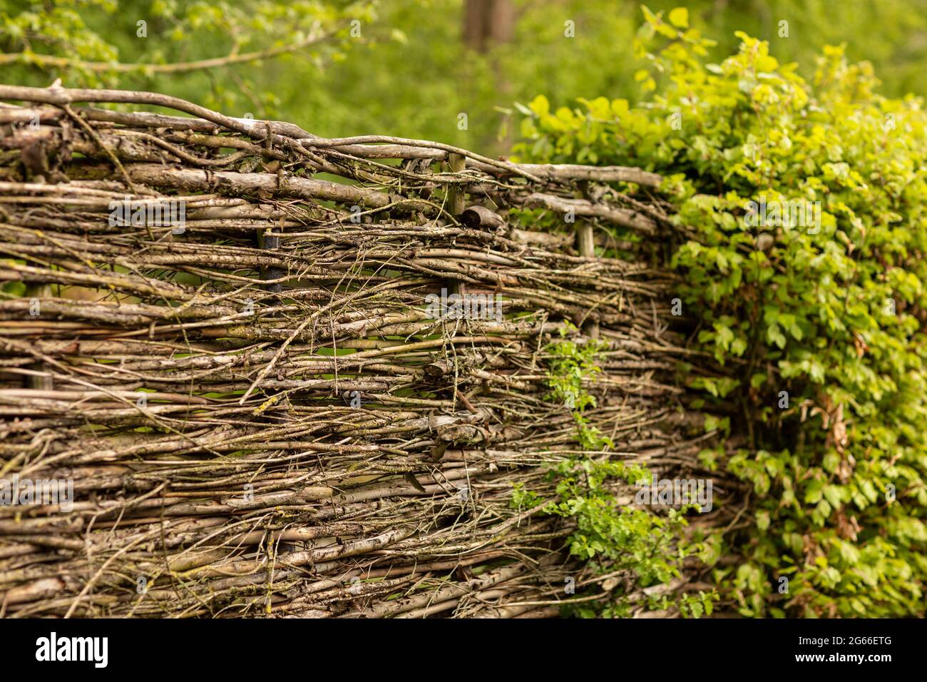 Willow hedge natural garden fence hi-res stock photography and images ...