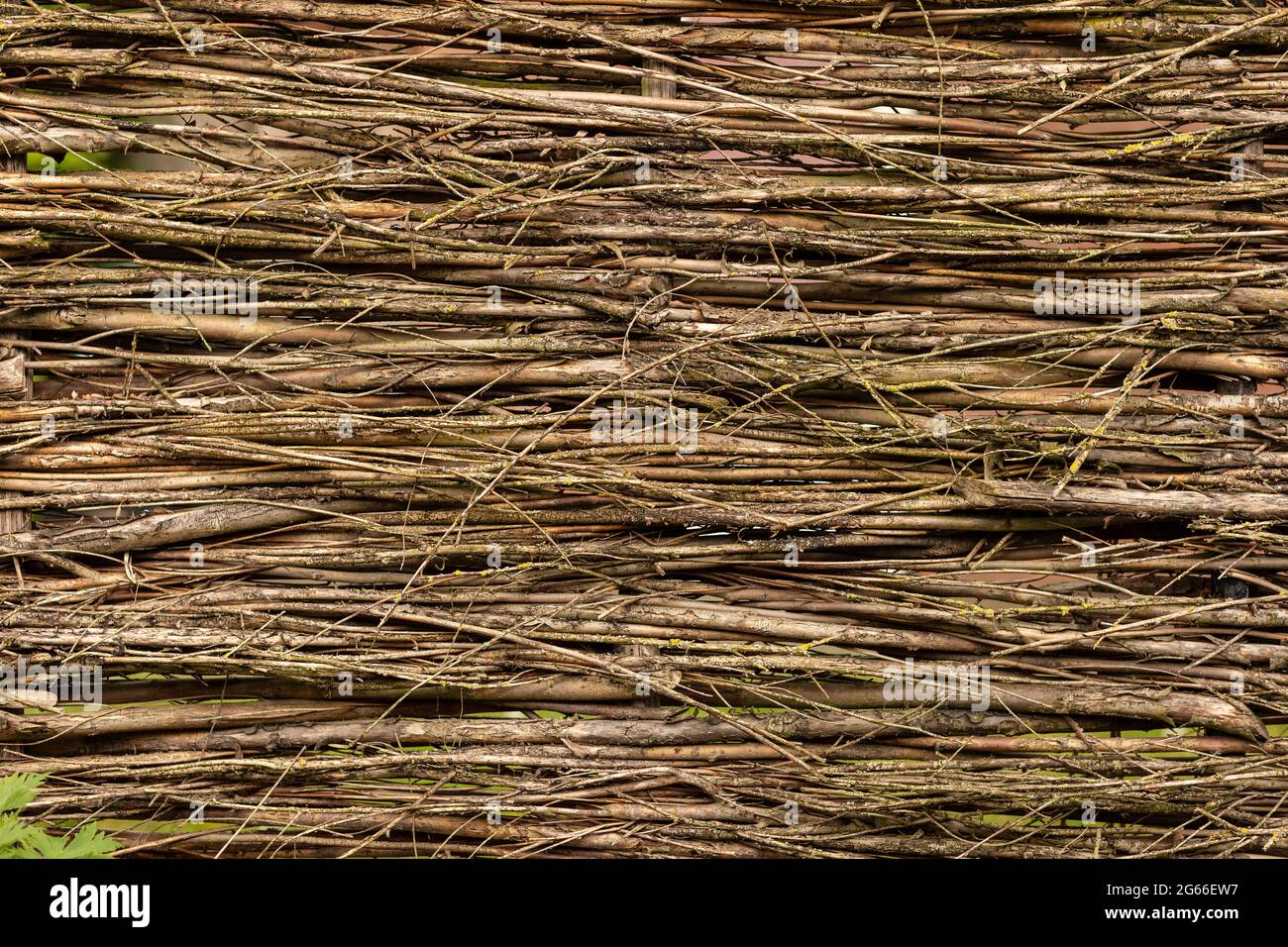 Willow hedge natural garden fence hi-res stock photography and images ...