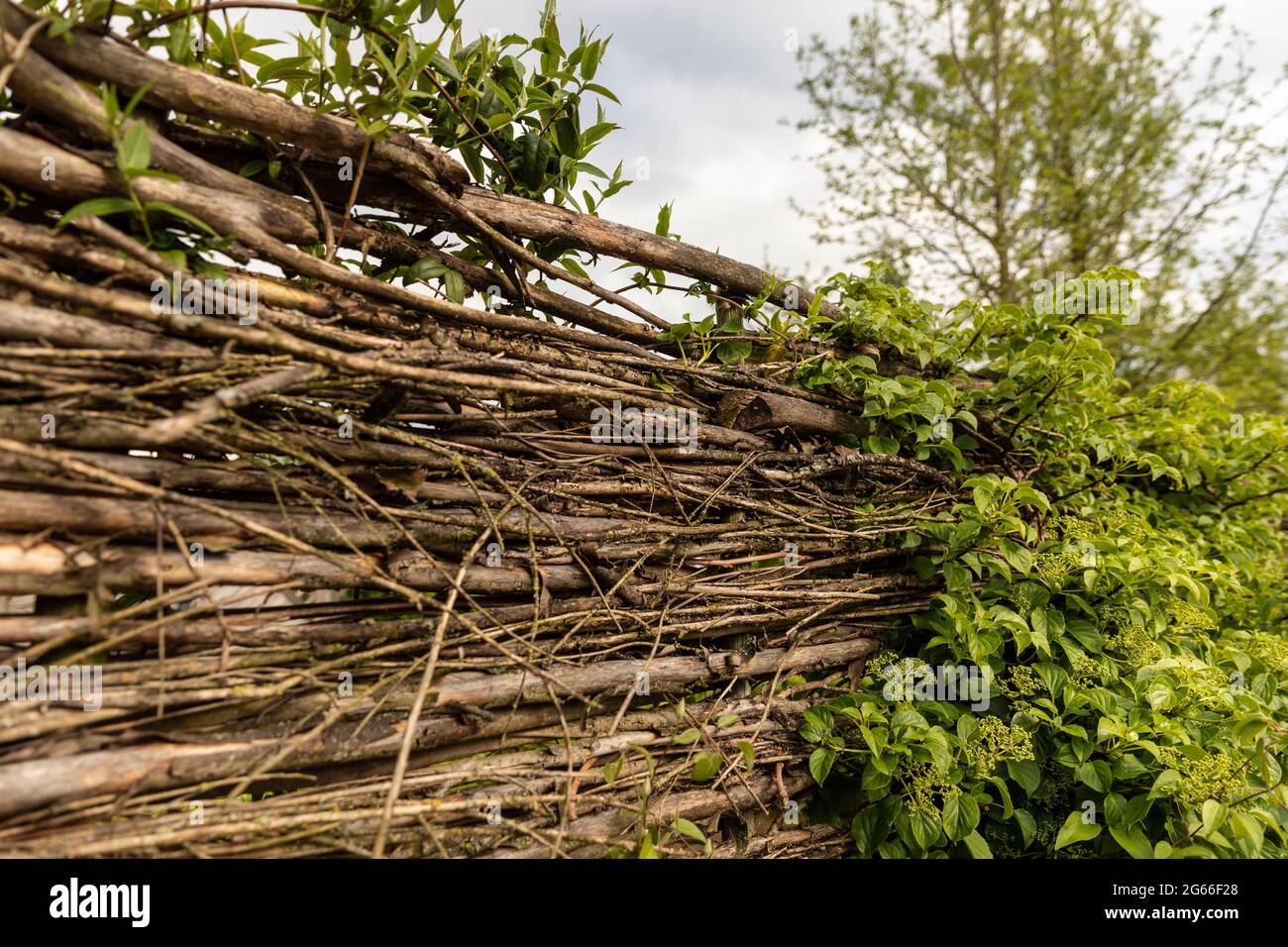 Woven Fence Made Of Tree Limbs