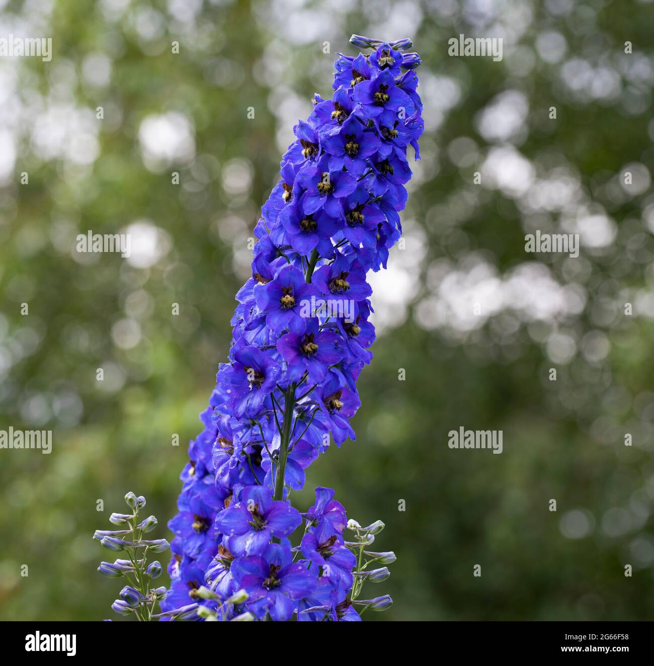 Fresh bright delphinium in a bright blue field. Gardening Stock Photo ...