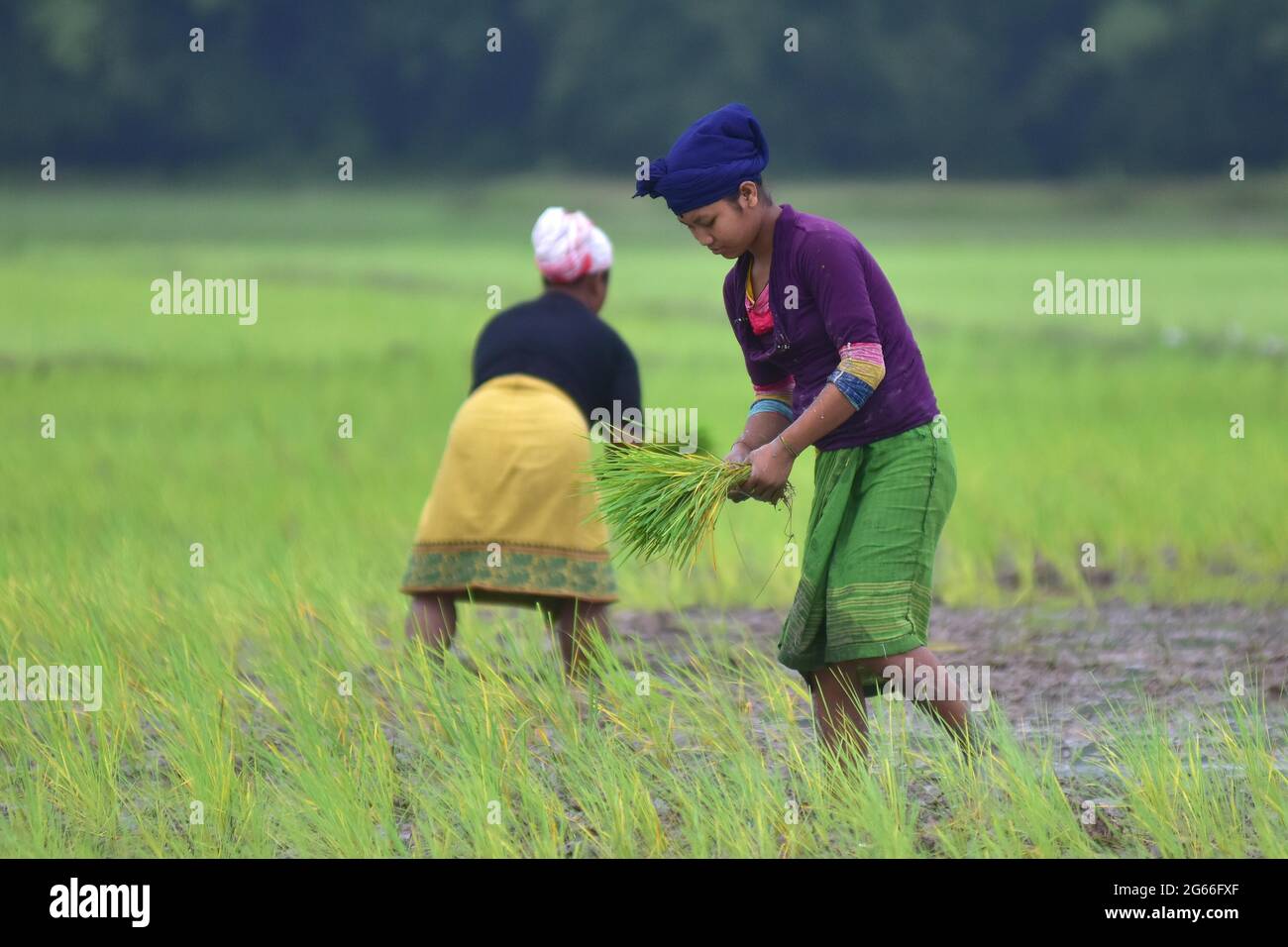 Nagaon. 3rd July, 2021. Women plant rice seedlings in a paddy field at ...