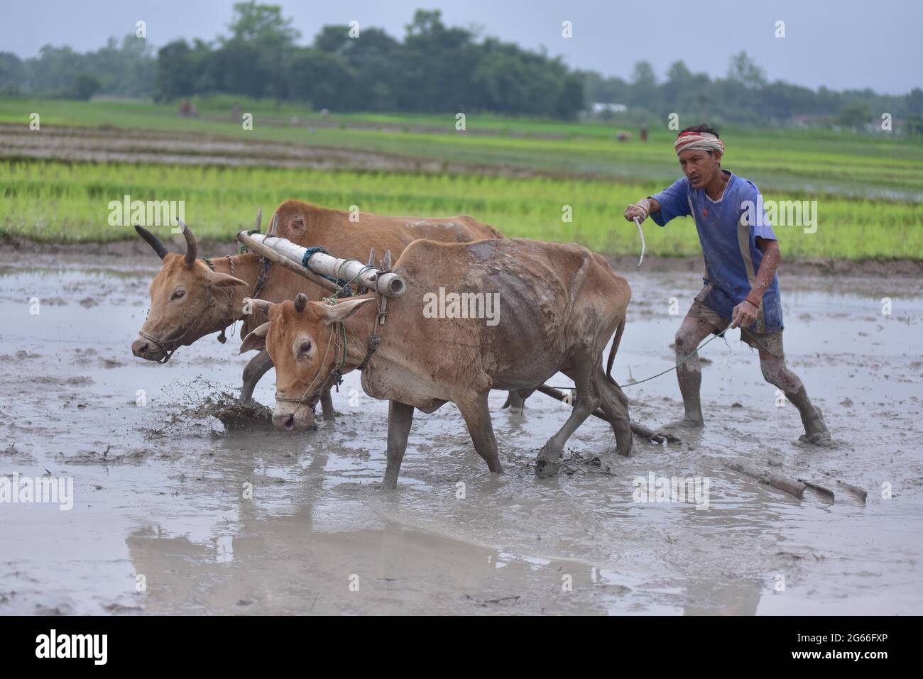 Assam paddy fields hi-res stock photography and images - Alamy