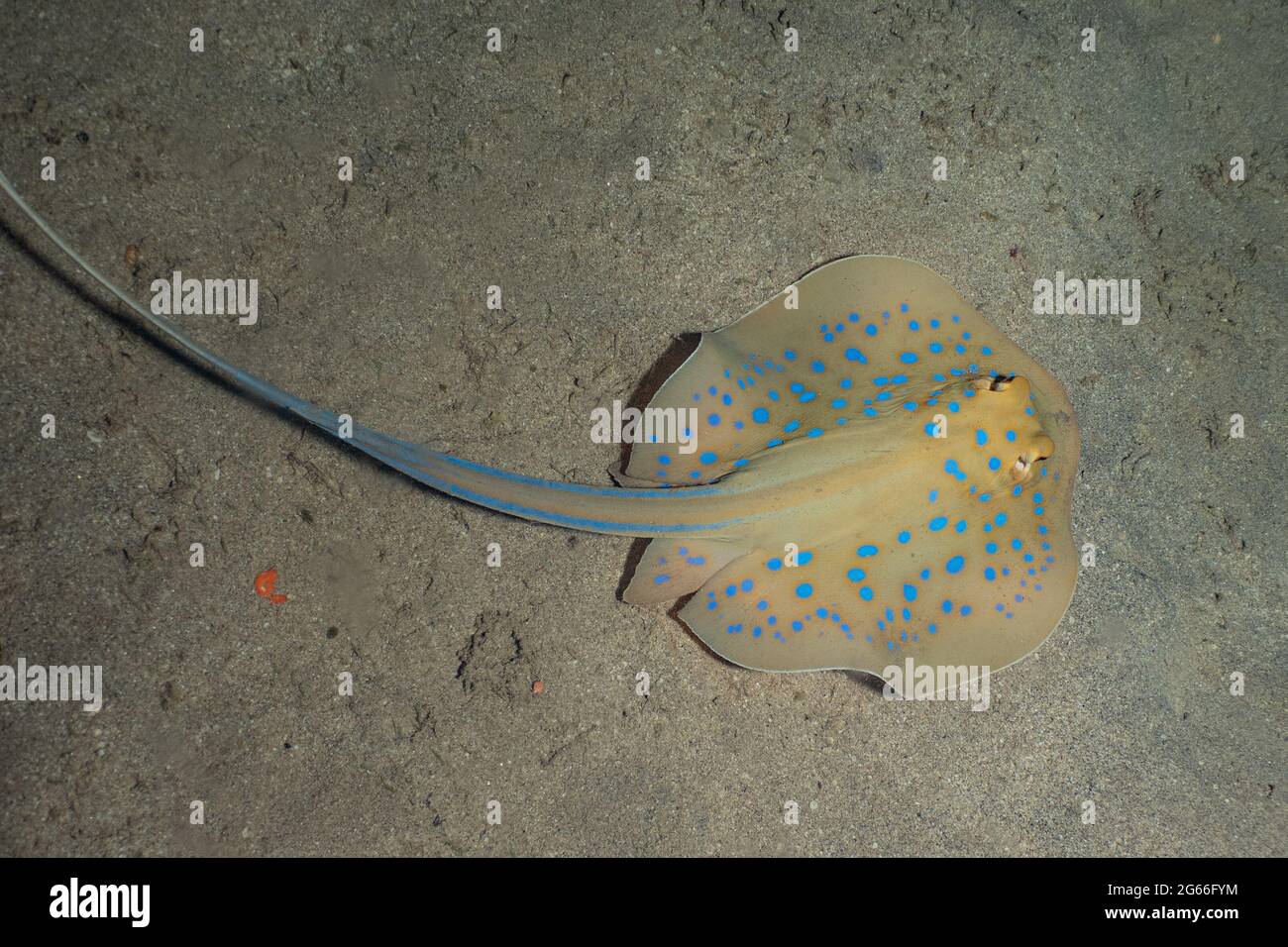 Blue spotted stingray On the seabed in the Red Sea Stock Photo - Alamy