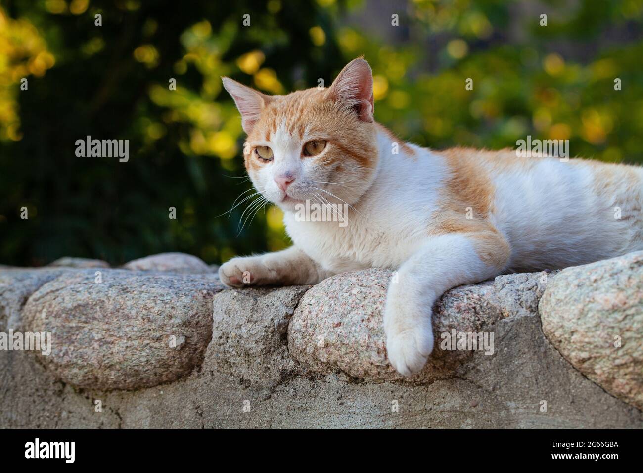 Cat male resting in a garden Stock Photo - Alamy