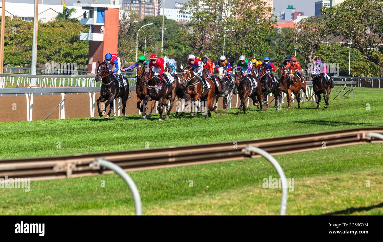 Horse racing action horses jockeys running on grass turf track close up ...