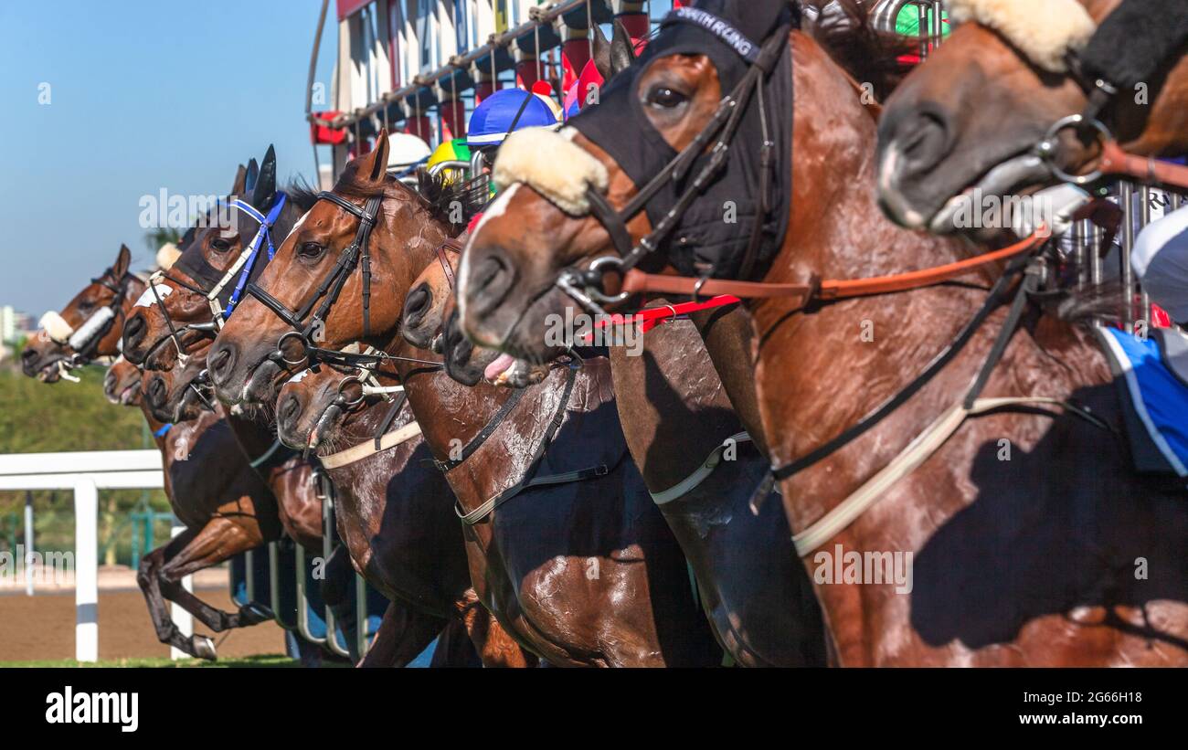 Horse Racing Horses High Resolution Stock Photography and Images - Alamy