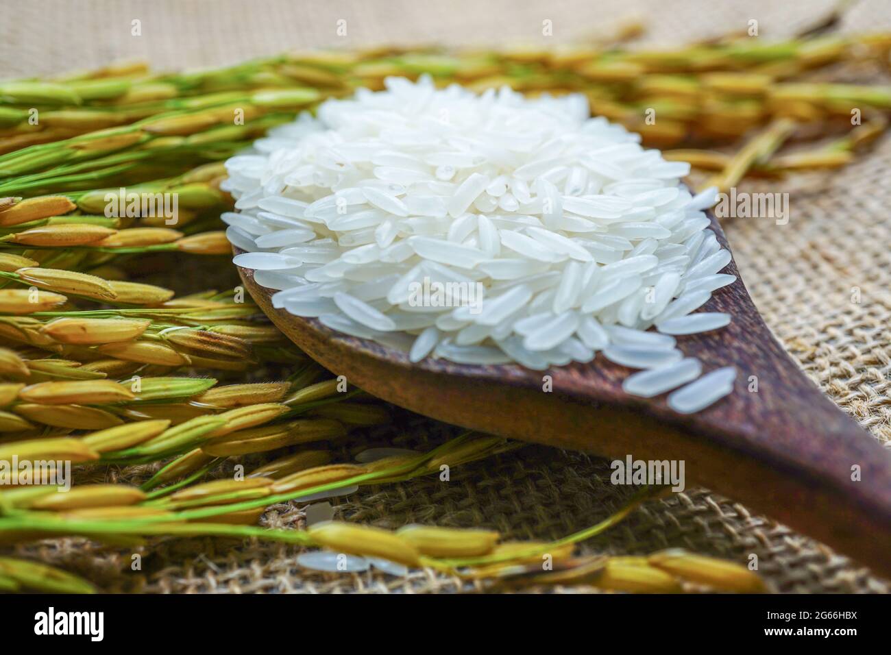 Jasmine white rice with gold grain from agriculture farm Stock Photo ...
