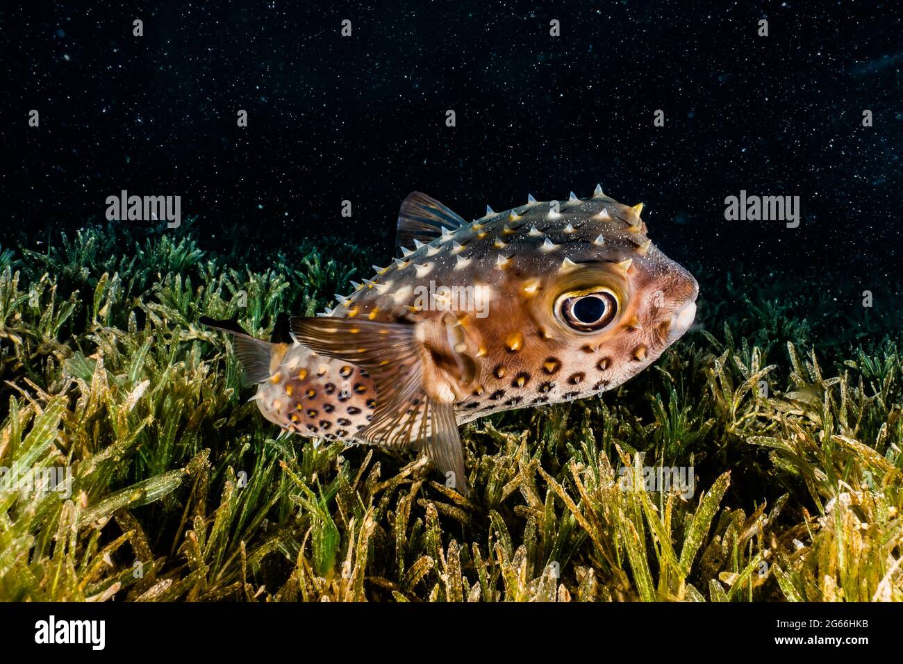 Fish swim in the Red Sea, colorful fish, Eilat Israel Stock Photo - Alamy