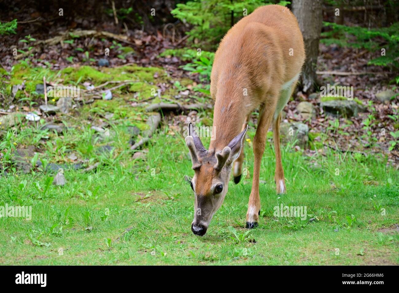 A lone white-tailed deer whith small antlers grazes on the green grass ...