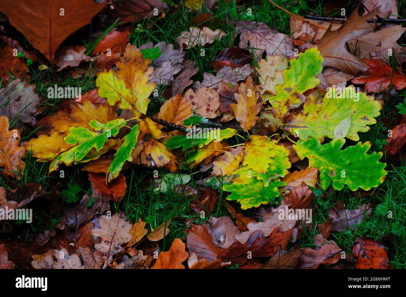 Fallen English oak foliage Stock Photo - Alamy