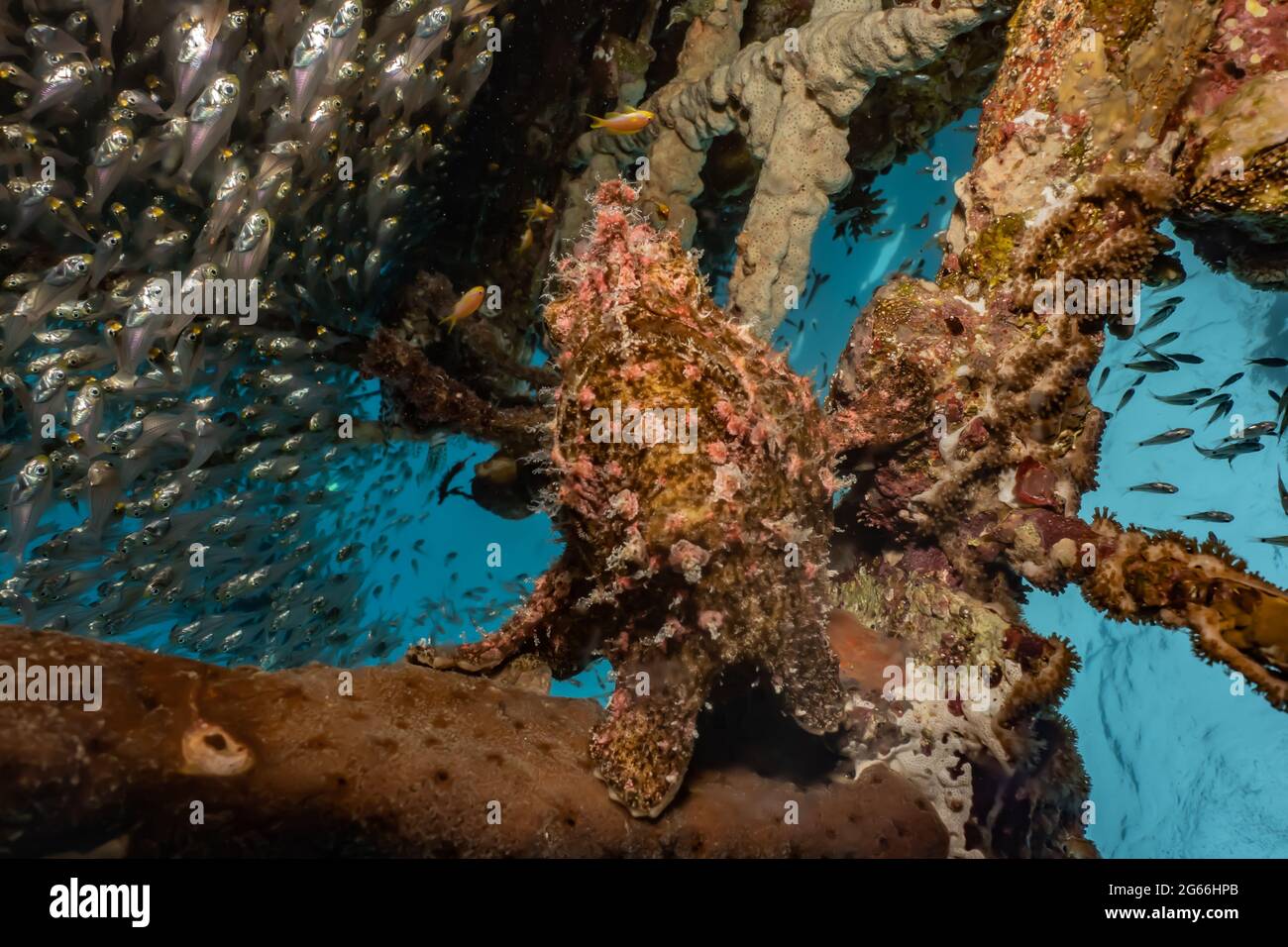 Fish swim in the Red Sea, colorful fish, Eilat Israel Stock Photo - Alamy