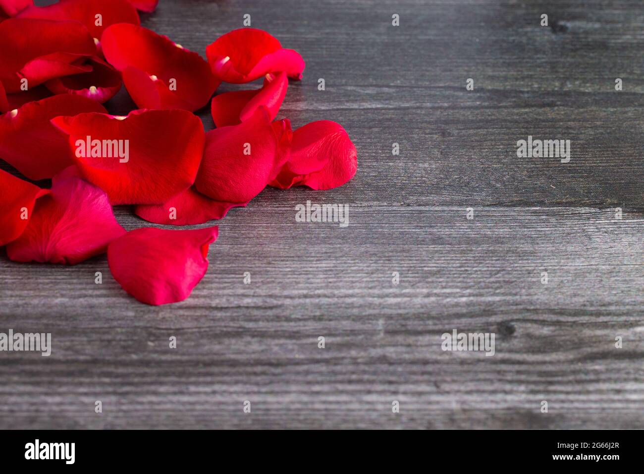 Fallen red rose petal hi-res stock photography and images - Alamy
