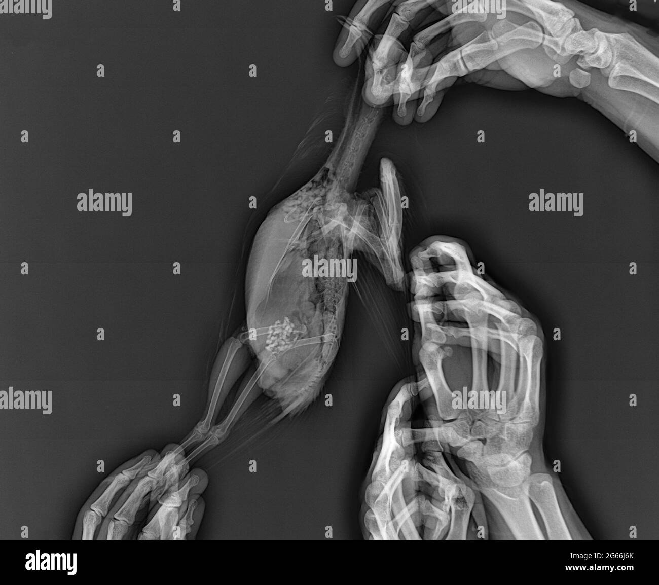 Bird x-ray, pigeon in vet hands, animal veterinary radiography Stock ...