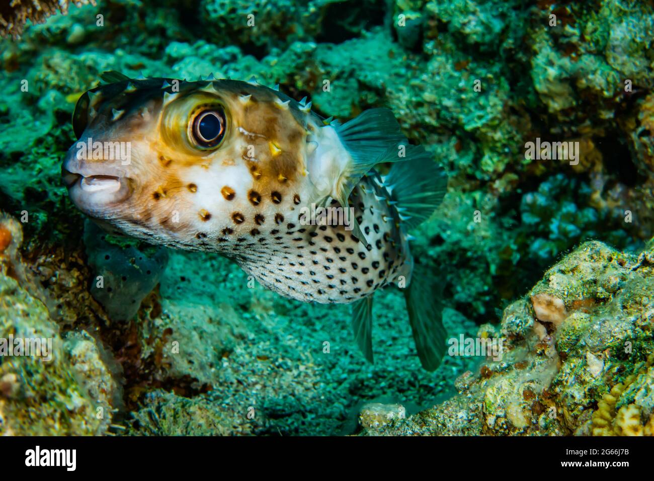 Fish swim in the Red Sea, colorful fish, Eilat Israel Stock Photo - Alamy