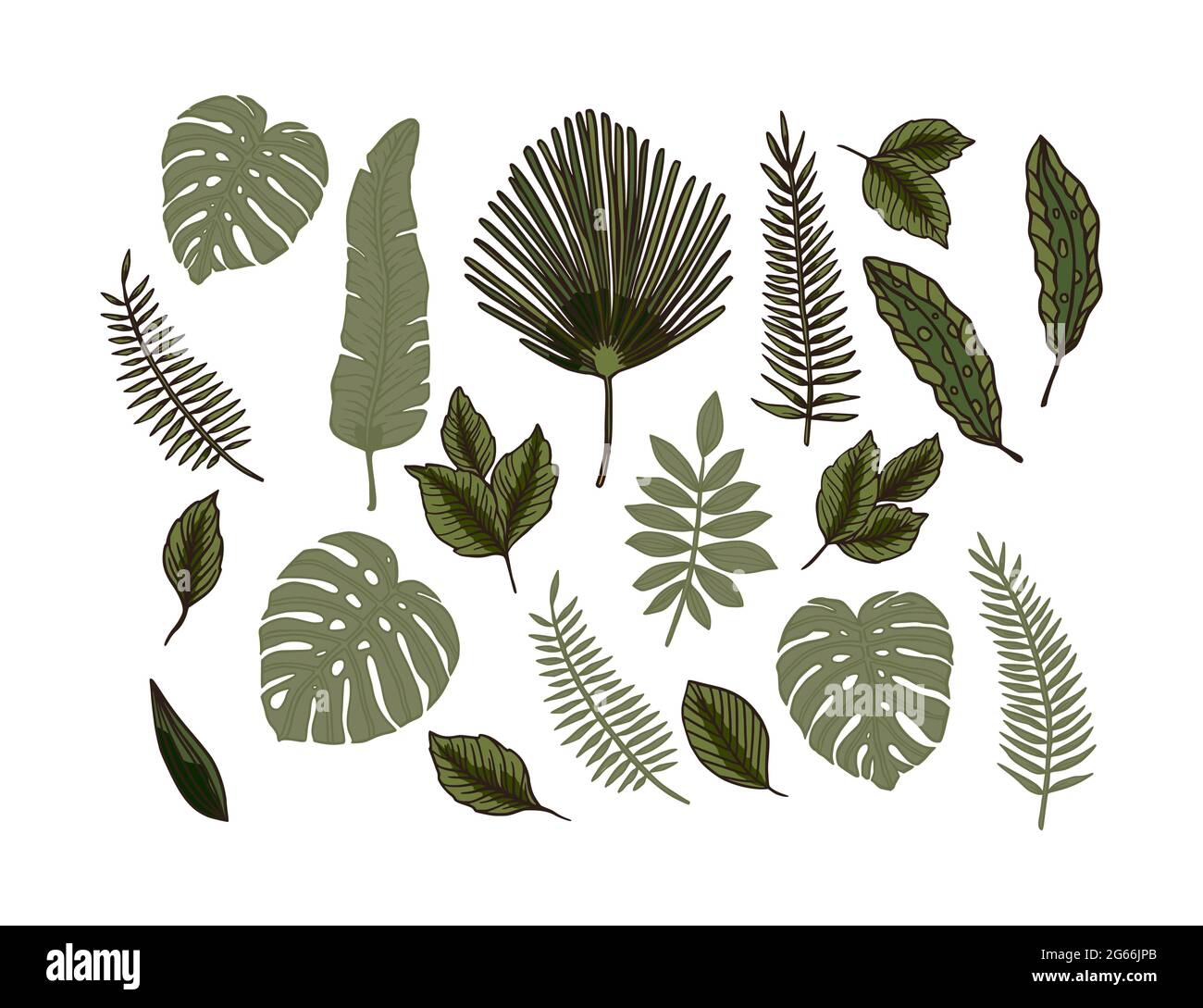 Nature summer palm leaf plant set. Tropical vector jungle exotic botany ...